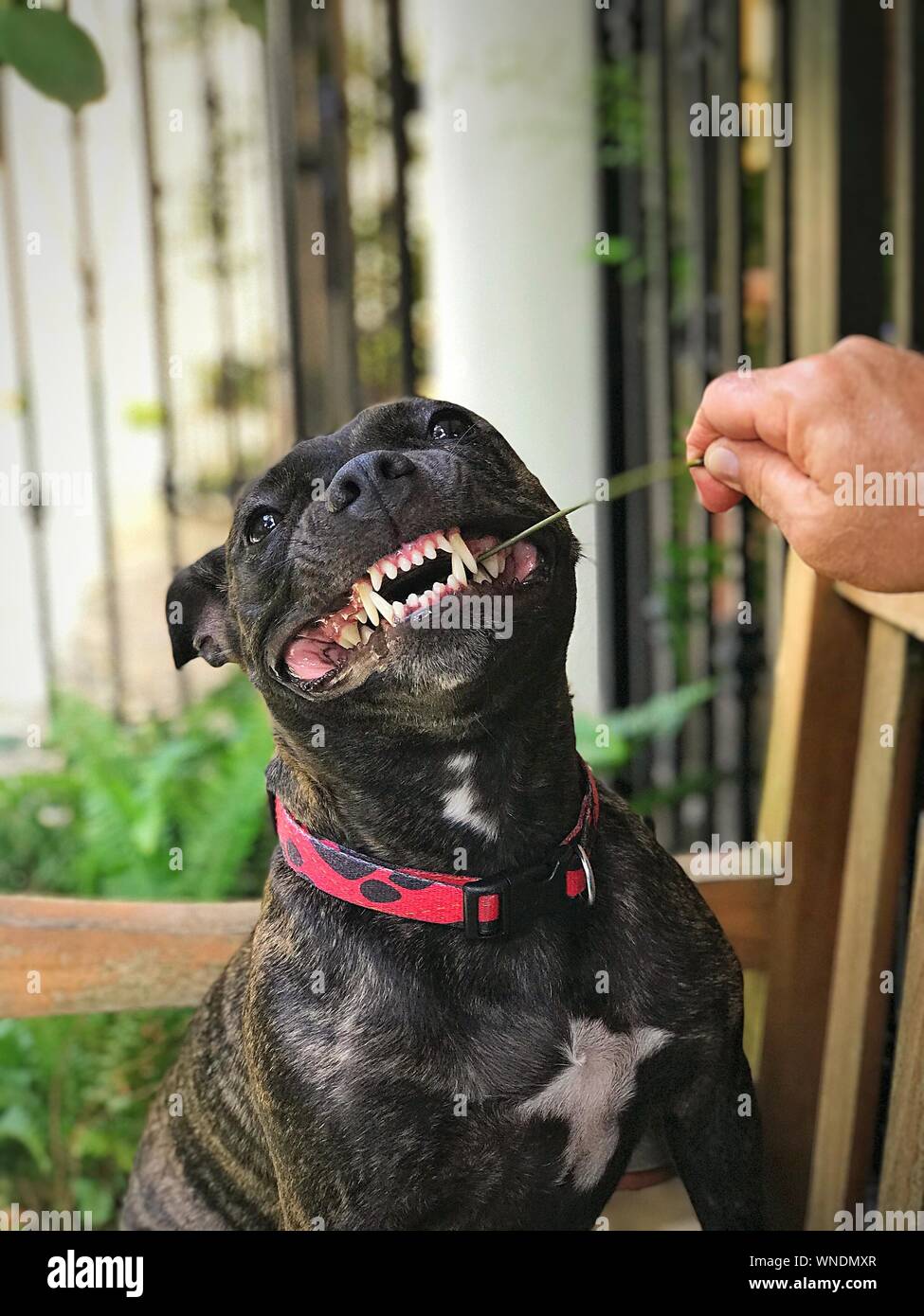 Dog Biting Stick High Resolution Stock Photography and Images - Alamy