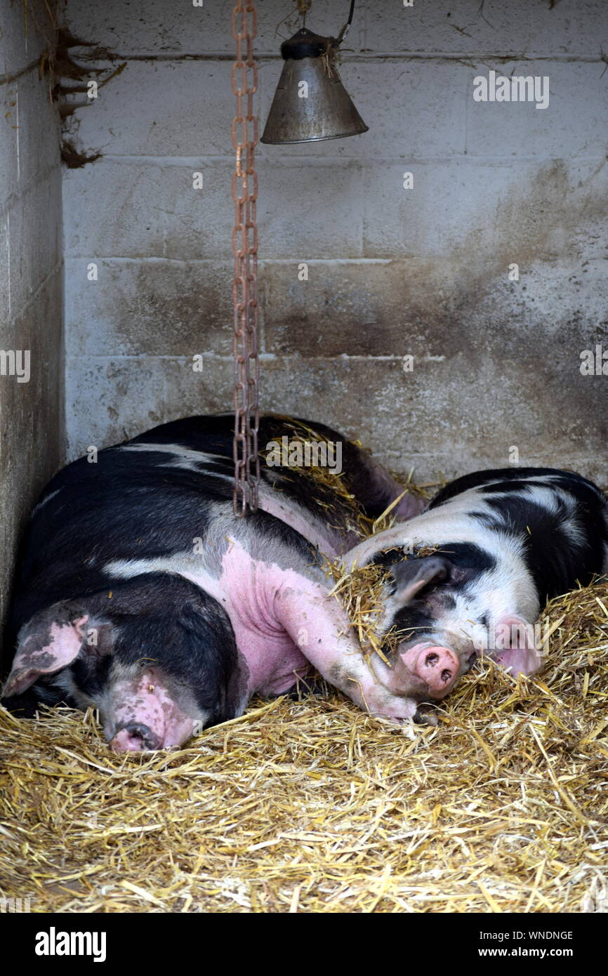 Two sleeping pigs hi-res stock photography and images - Alamy
