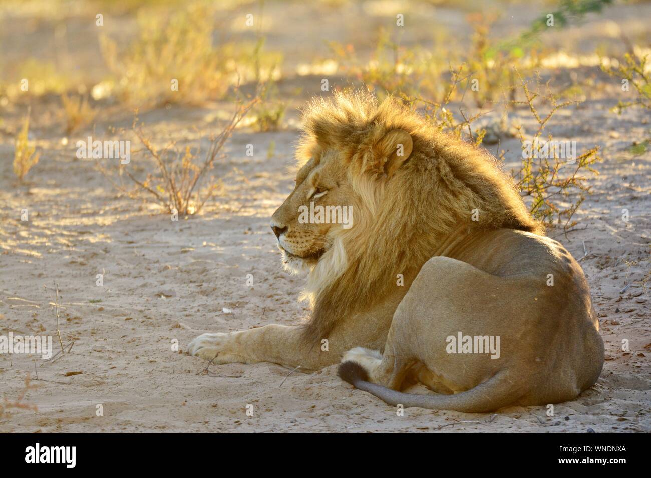 Lion lying hi-res stock photography and images - Alamy