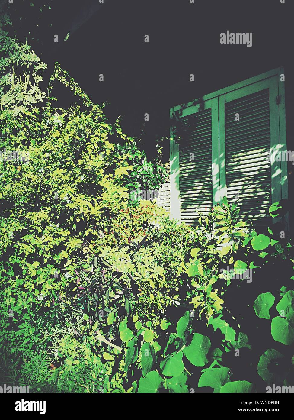 Building with bushes outside hi-res stock photography and images - Alamy