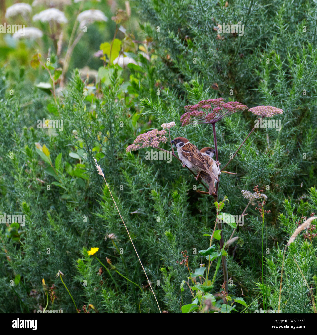 Rare tree sparrow passer hi-res stock photography and images - Alamy
