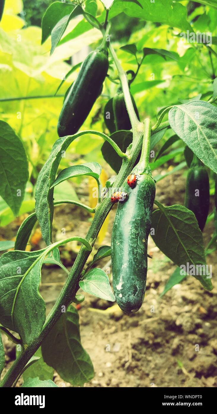 Chili Pepper Field High Resolution Stock Photography and Images - Alamy