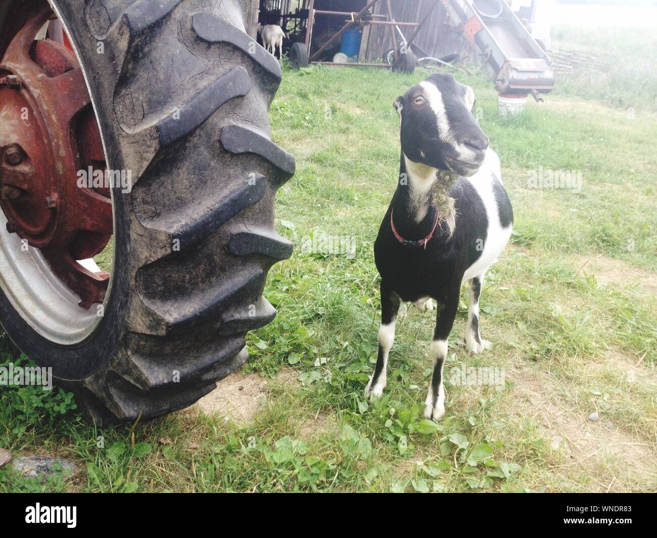 Goat tractor hi-res stock photography and images - Alamy