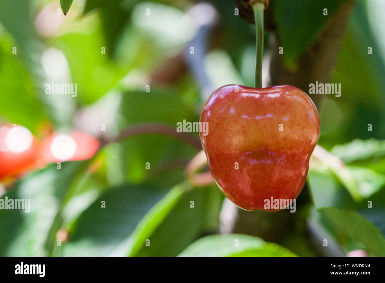 Cherry tree fruit tree hi-res stock photography and images - Alamy