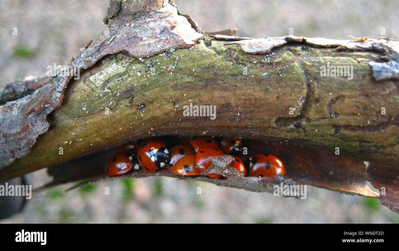 Ladybug on bark hi-res stock photography and images - Alamy