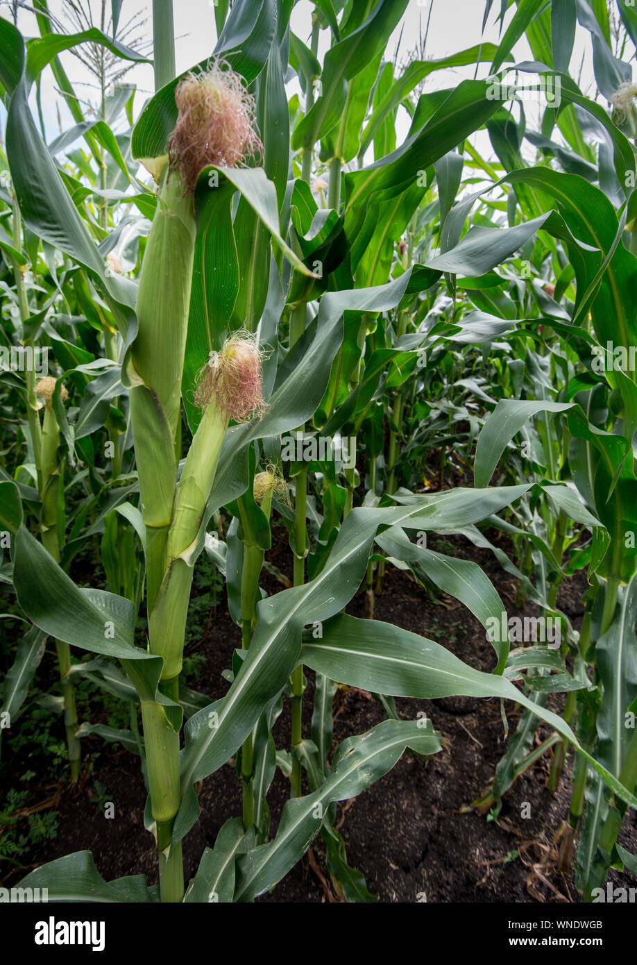 Growing corn crops hi-res stock photography and images - Alamy