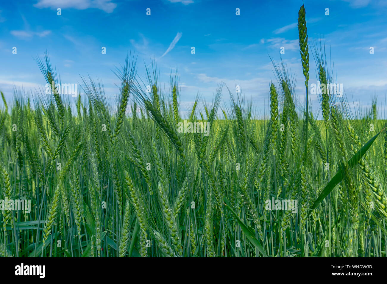 Ears grain ripen under sunlight hi-res stock photography and images - Alamy