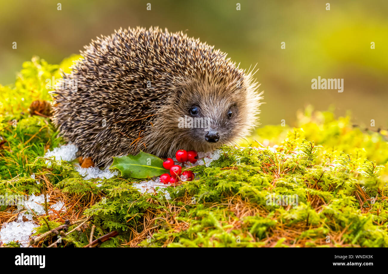 Wild, native hedgehog foraging in hedgehog friendly garden. Taken ...