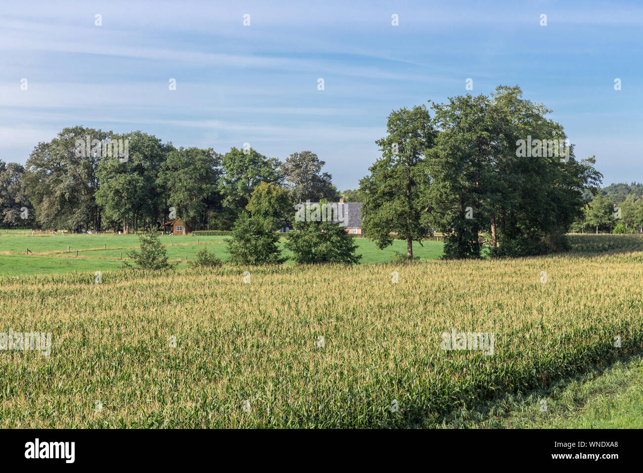 Dutch countryside in region Twente with corn field and farmhouse Stock ...