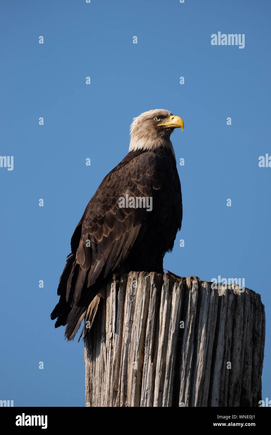 Bird of prey bald eagle hi-res stock photography and images - Alamy