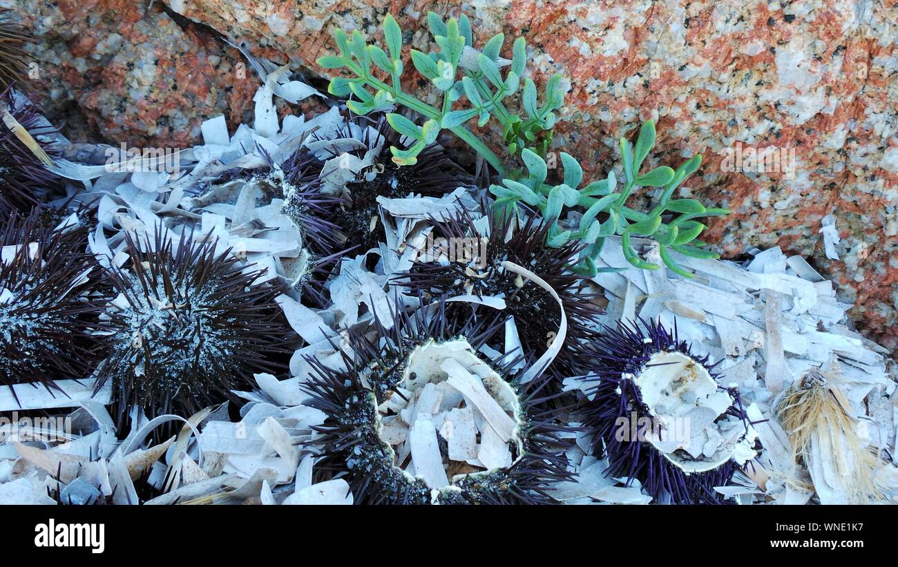 Spiked shells hi-res stock photography and images - Alamy