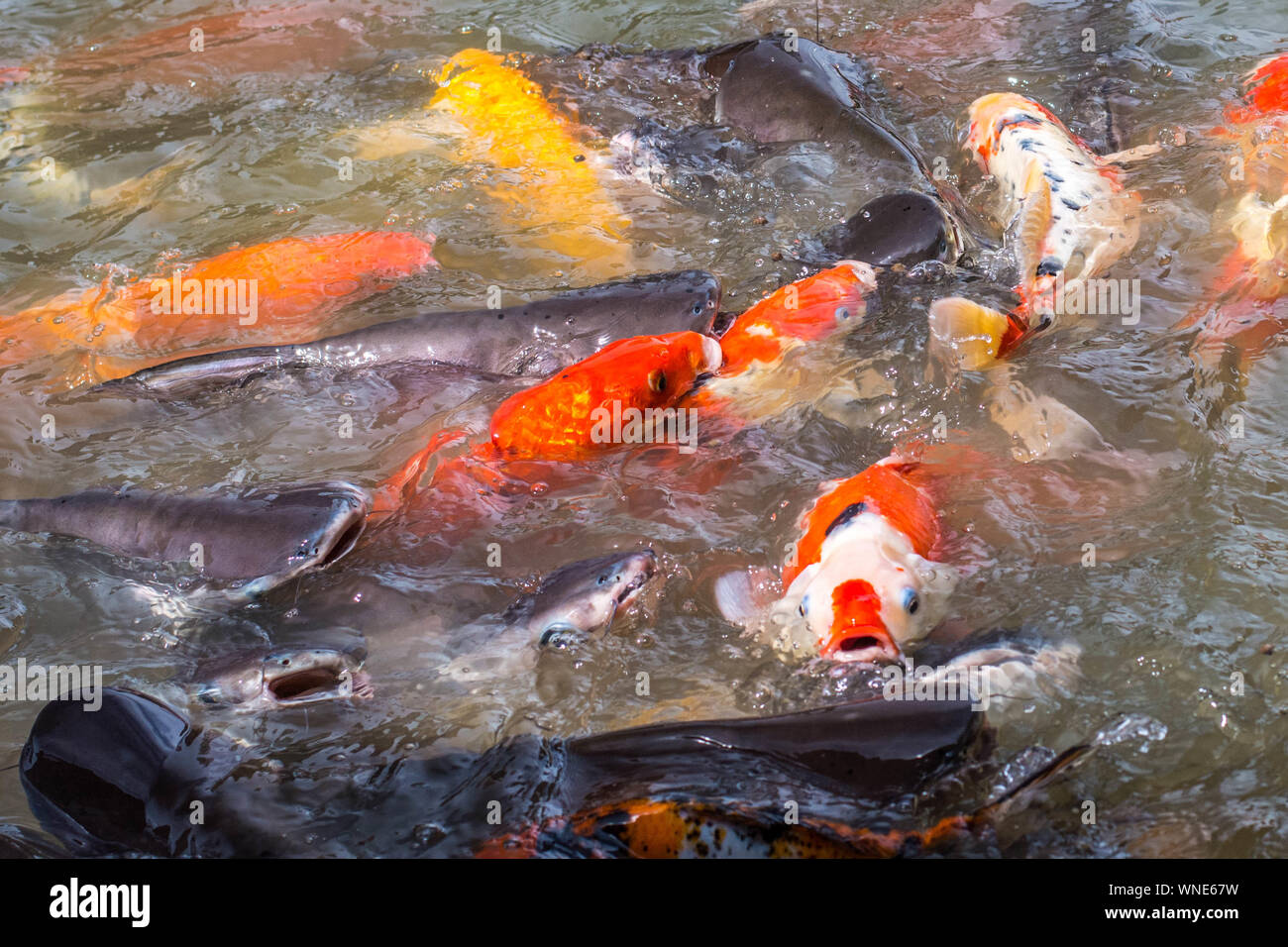 Koi fish lake High Resolution Stock Photography and Images - Alamy