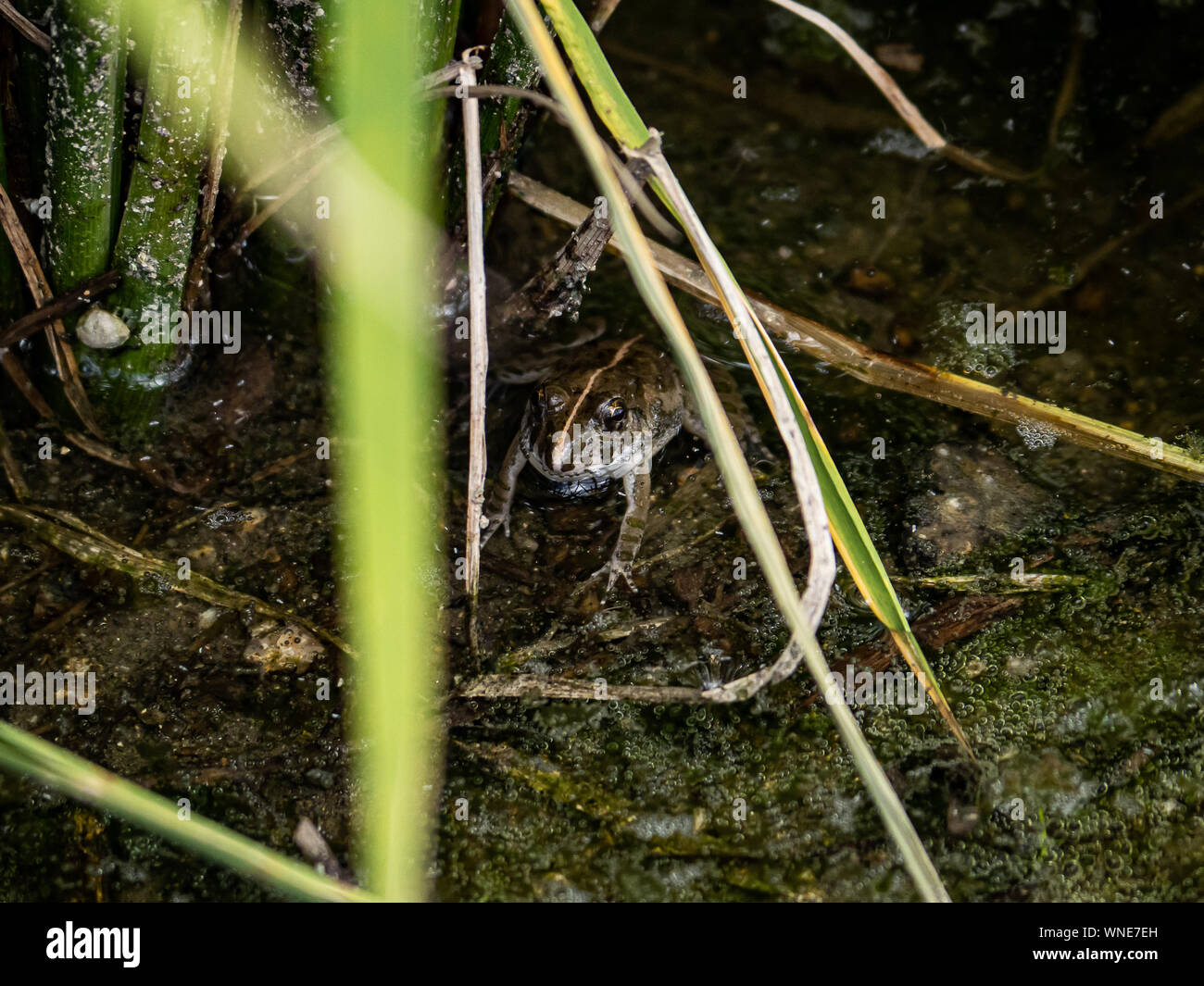 A variety of paddy field frog, also called a Boie's wart frog or Asian ...
