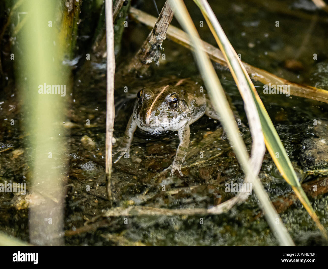 A variety of paddy field frog, also called a Boie's wart frog or Asian ...
