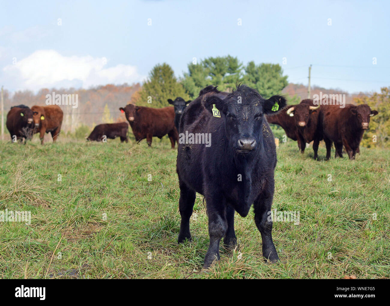 Wyebrook hi-res stock photography and images - Alamy