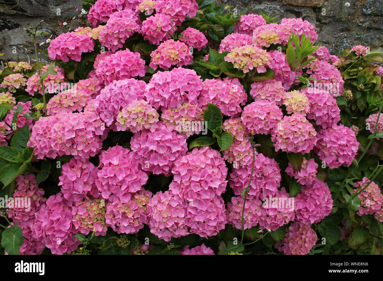 blooming hydrangeas in brest (brittany - france Stock Photo - Alamy