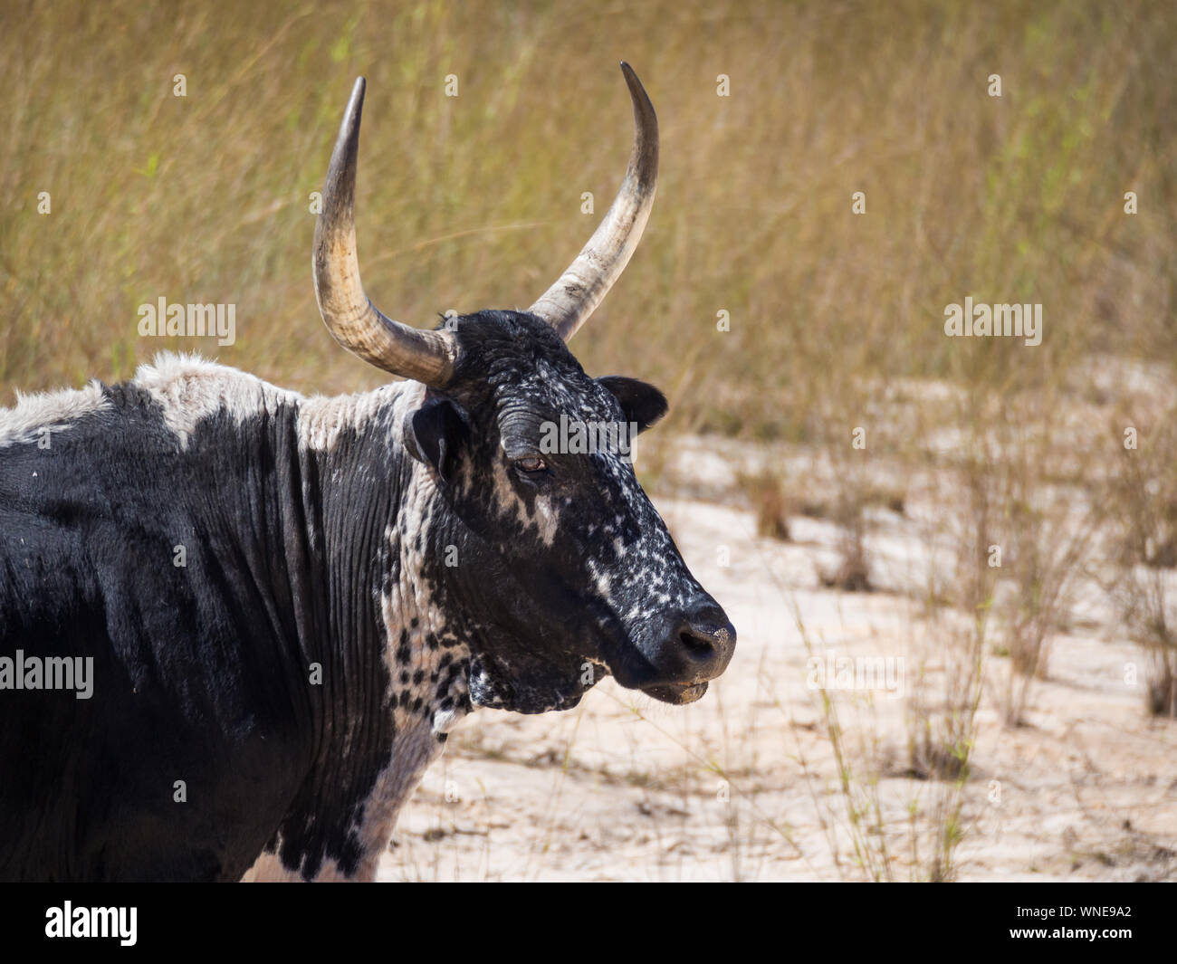 Large horns hi-res stock photography and images - Alamy