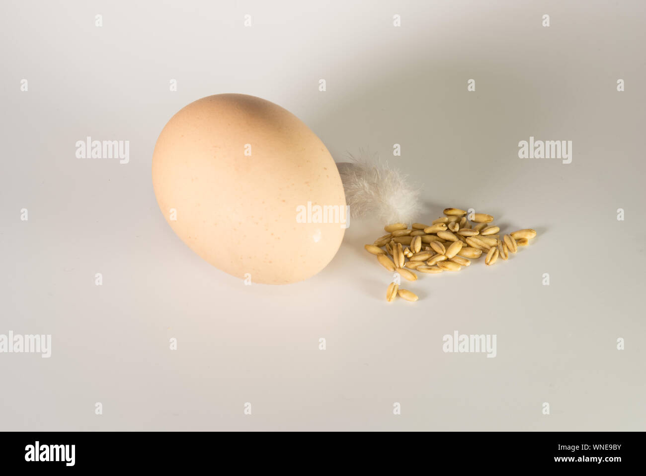 Feather seed hi-res stock photography and images - Alamy