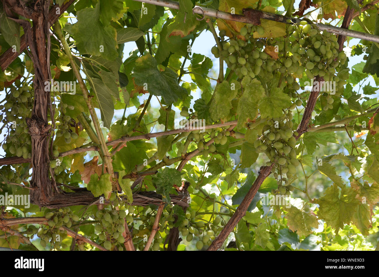 Largest grape vine hi-res stock photography and images - Alamy