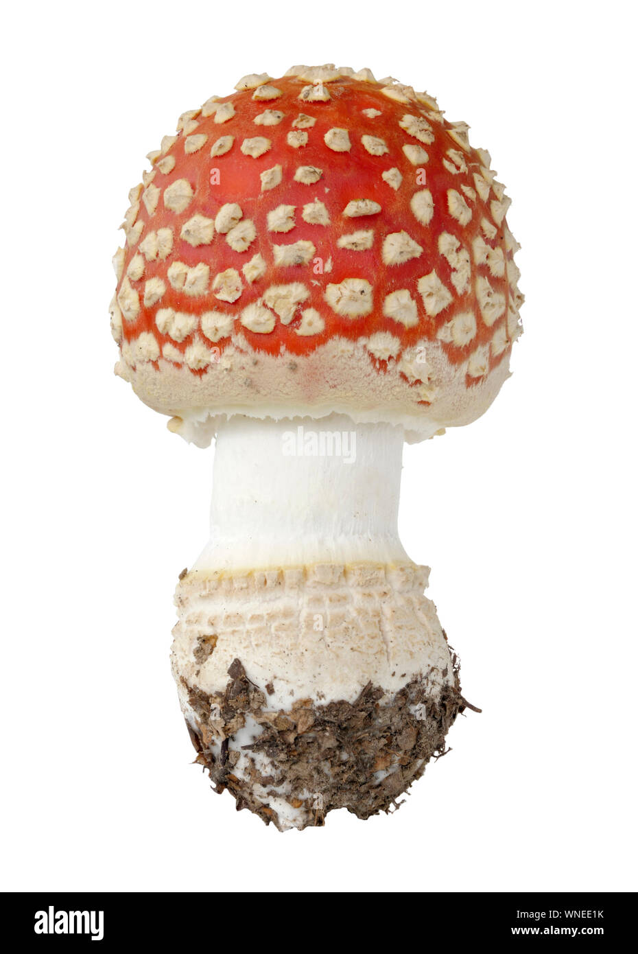 White fungal growth Cut Out Stock Images & Pictures - Alamy