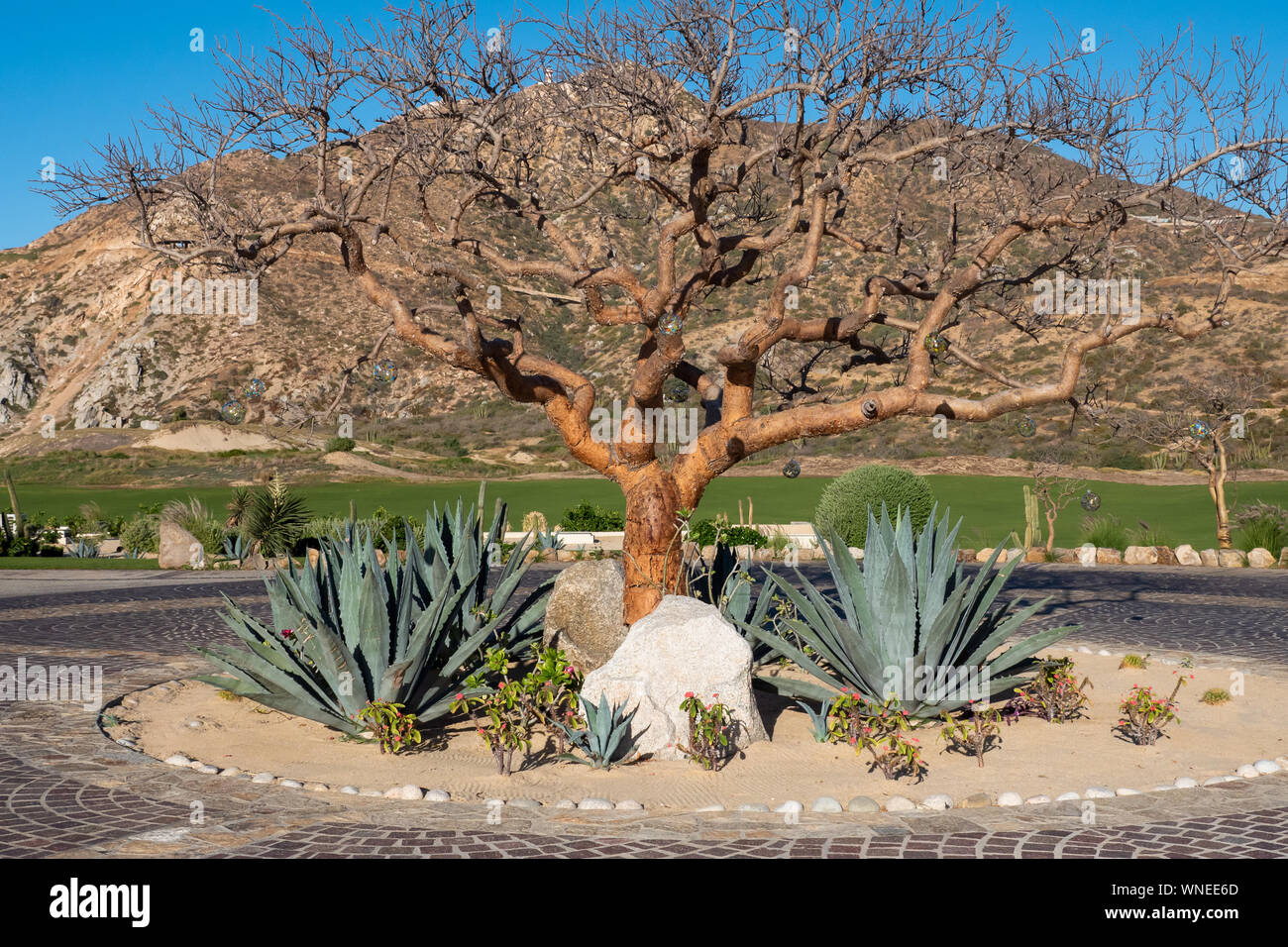 Scenic landscapes include the Boab Tree at Quivira Resort in Los Cabos ...