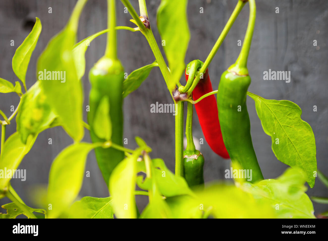 Chilli plant hi-res stock photography and images - Alamy