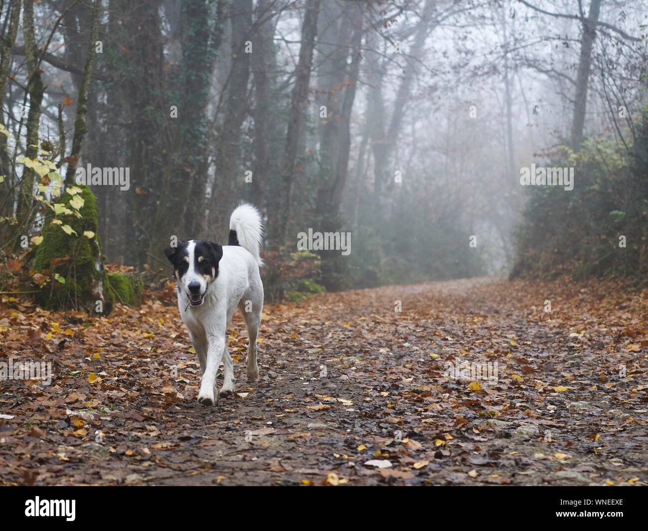 Dog Walking On Pathway Amidst Trees In Forest Stock Photo - Alamy
