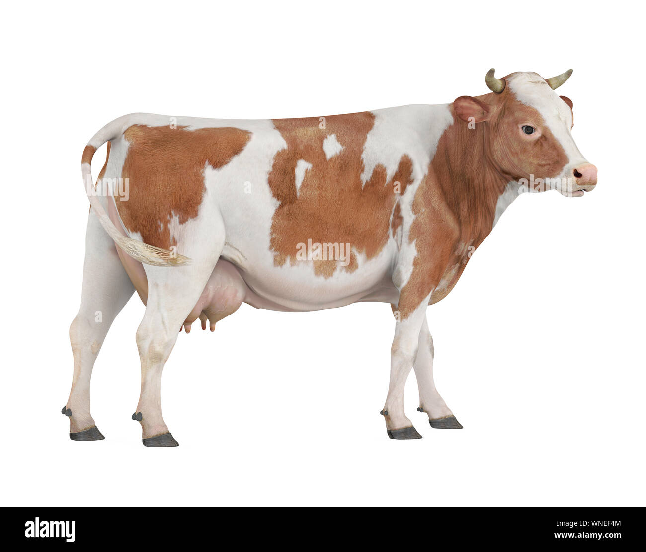 Hereford cow Cut Out Stock Images & Pictures - Alamy