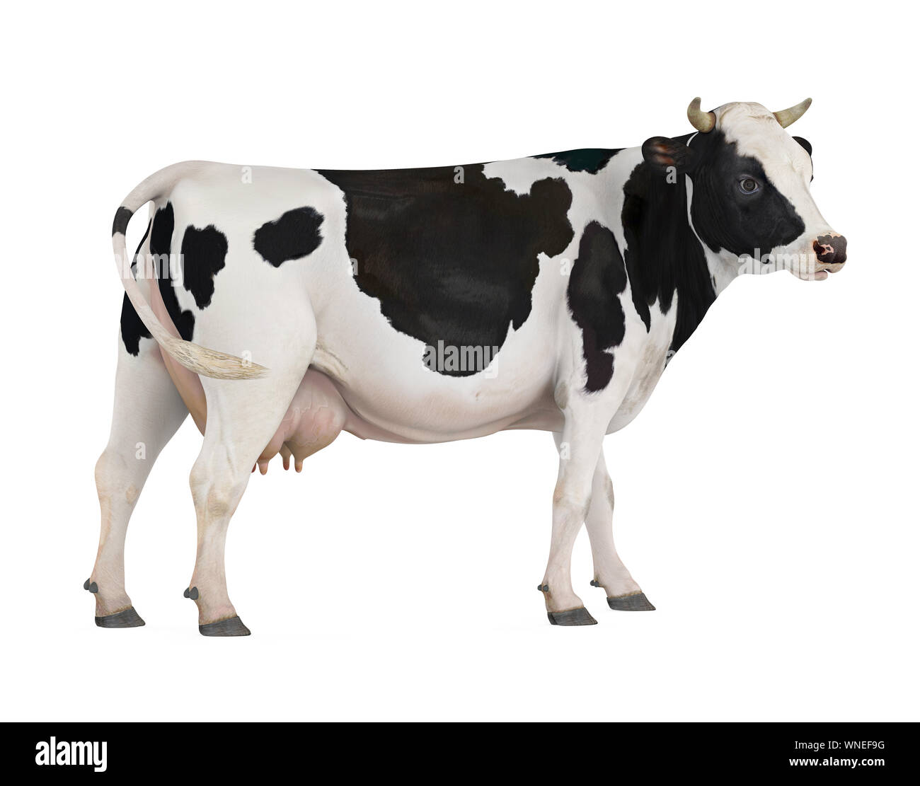 Hereford cattle animal isolated hi-res stock photography and images - Alamy