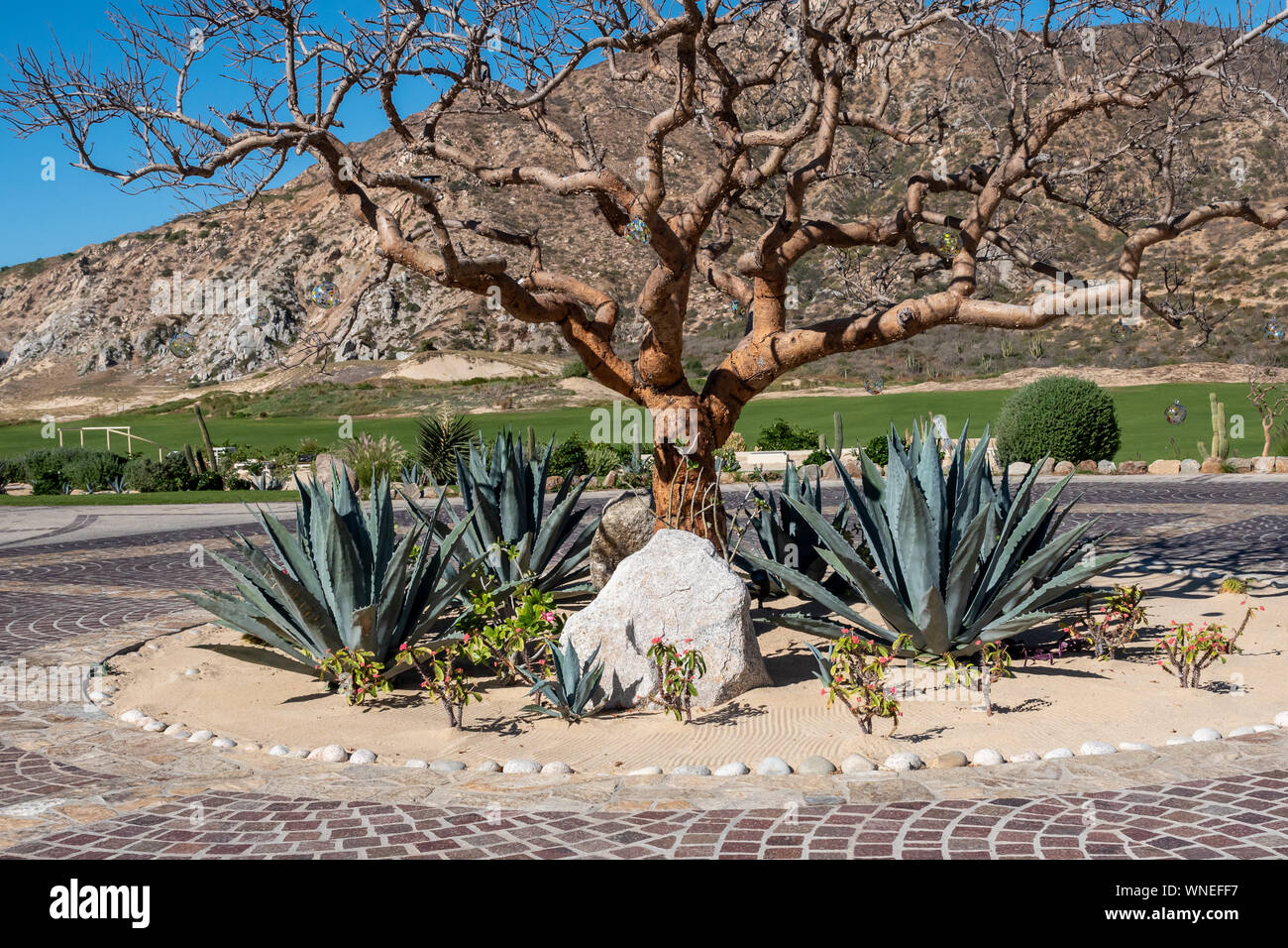 Scenic landscapes include the Boab Tree at Quivira Resort in Los Cabos ...