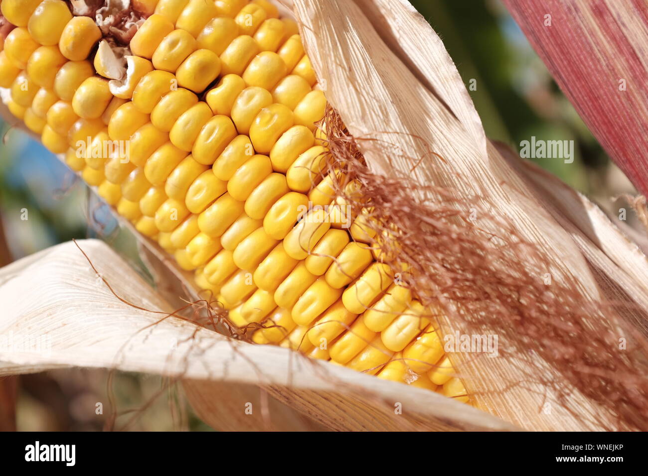 Close up sweetcorn hi-res stock photography and images - Alamy