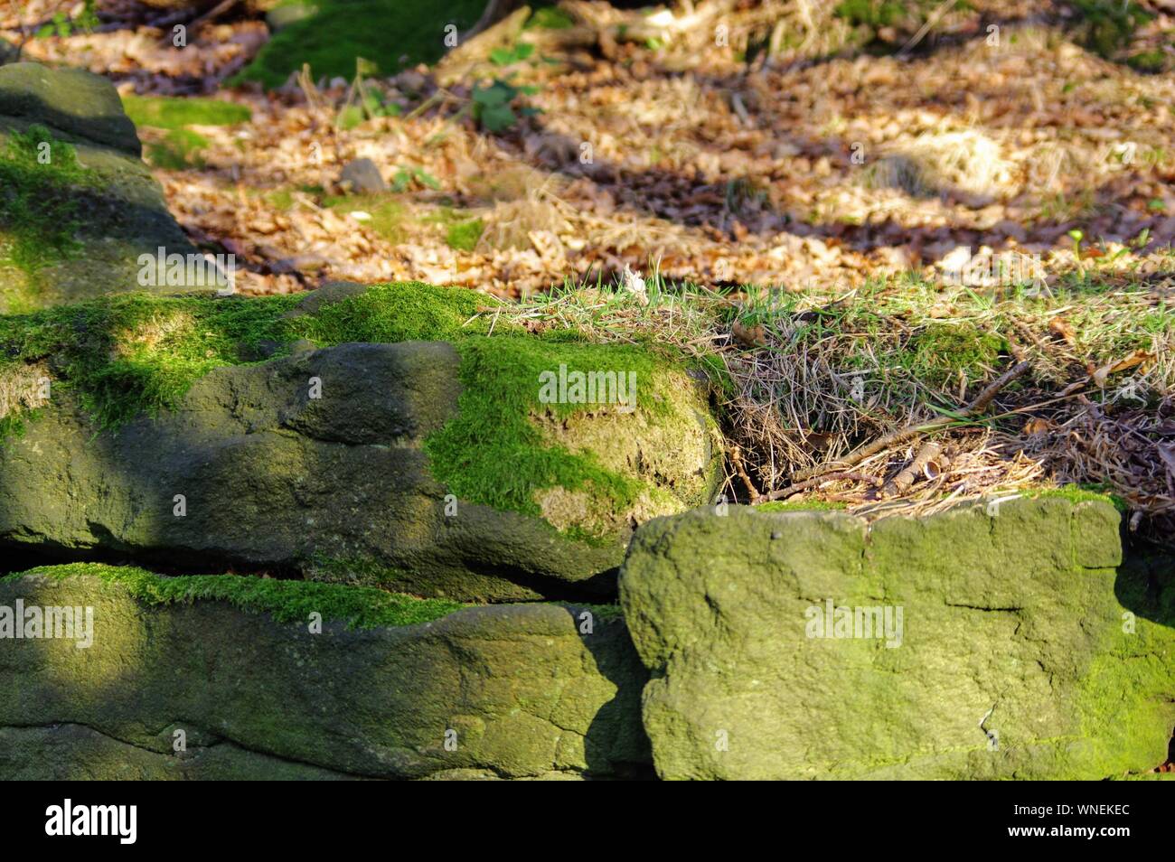 Grass moss rocks hi-res stock photography and images - Alamy