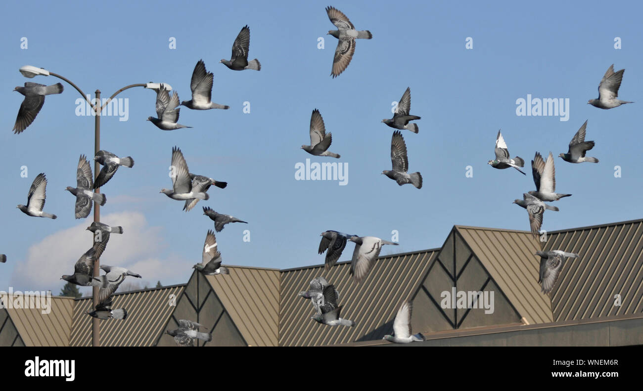 Flying house hi-res stock photography and images - Alamy