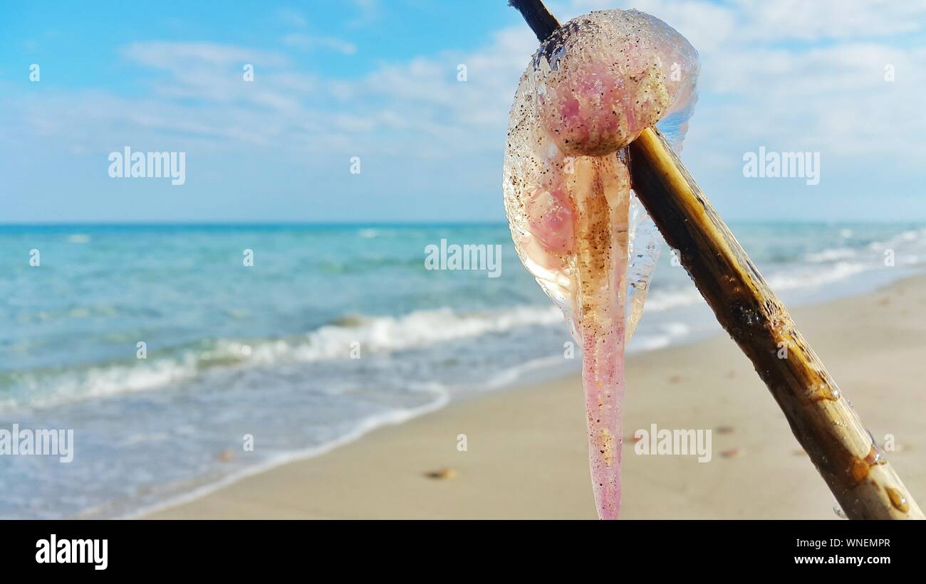 Dead stick hi-res stock photography and images - Alamy