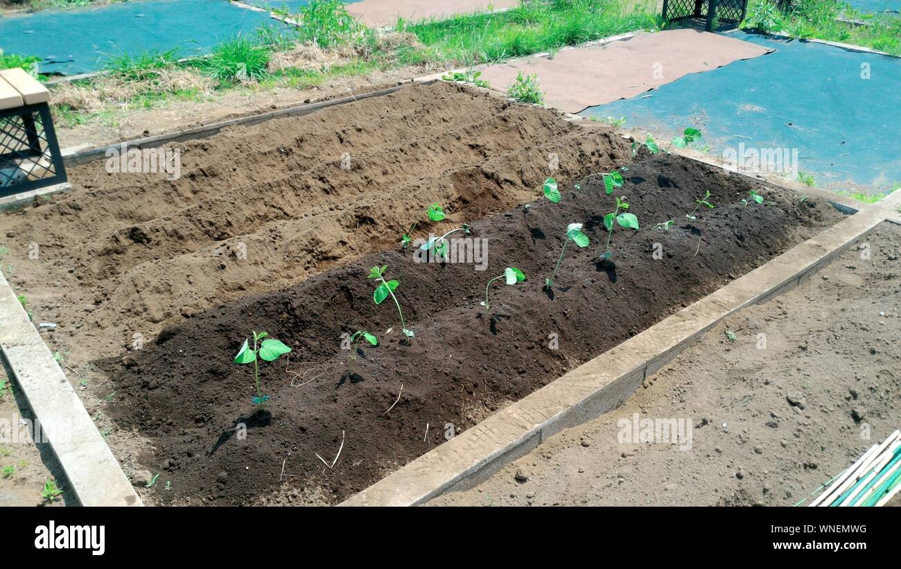 Cultivated plants hi-res stock photography and images - Alamy