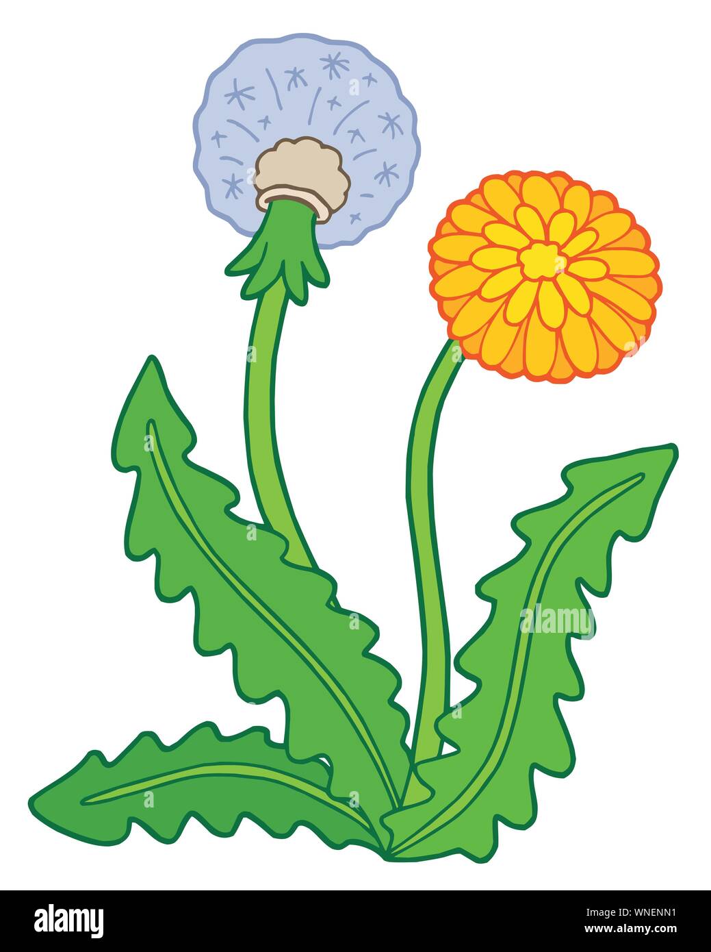 Closeup dandelion flower Stock Vector Images - Alamy