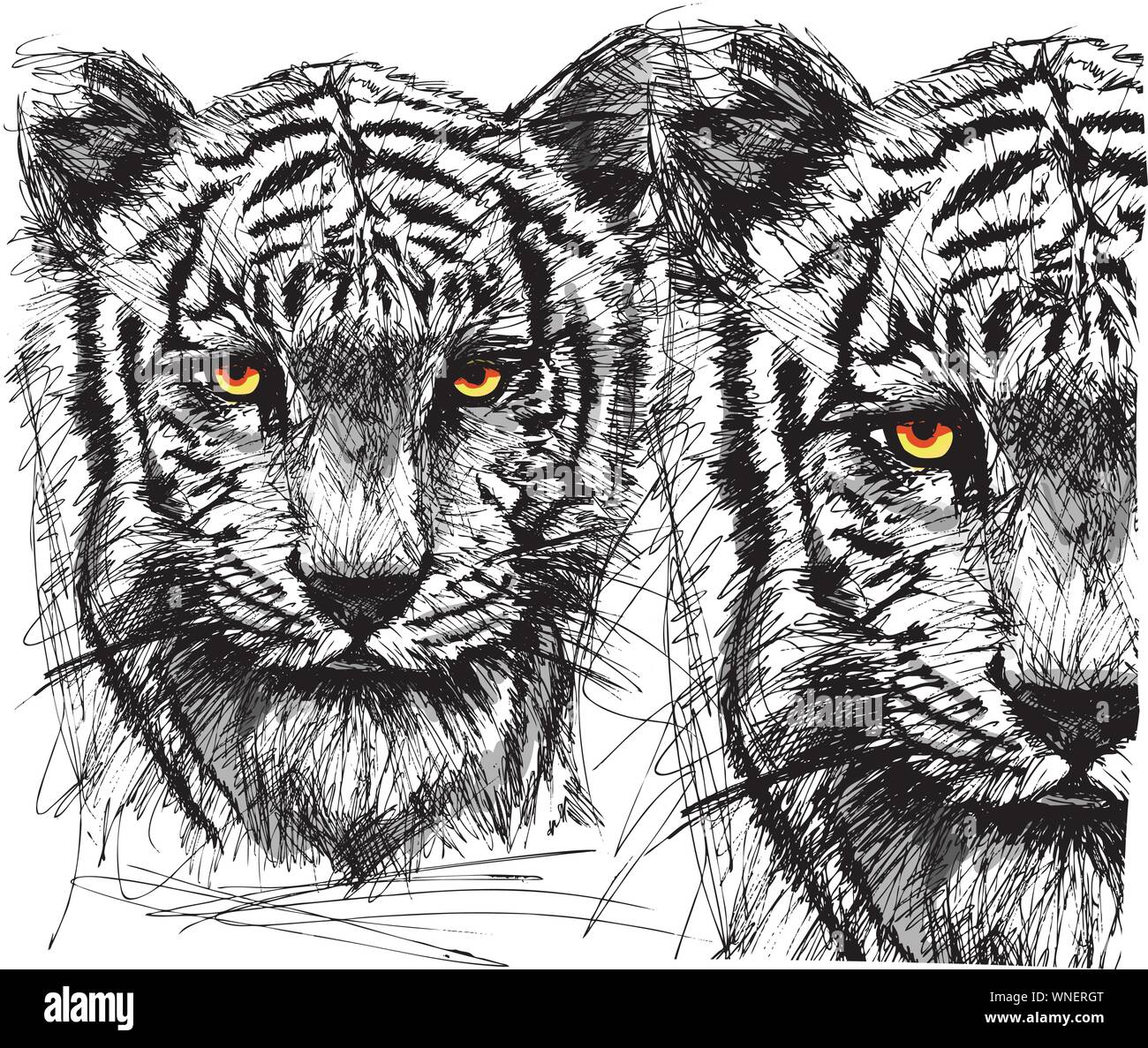 White Tiger Drawing Sketch