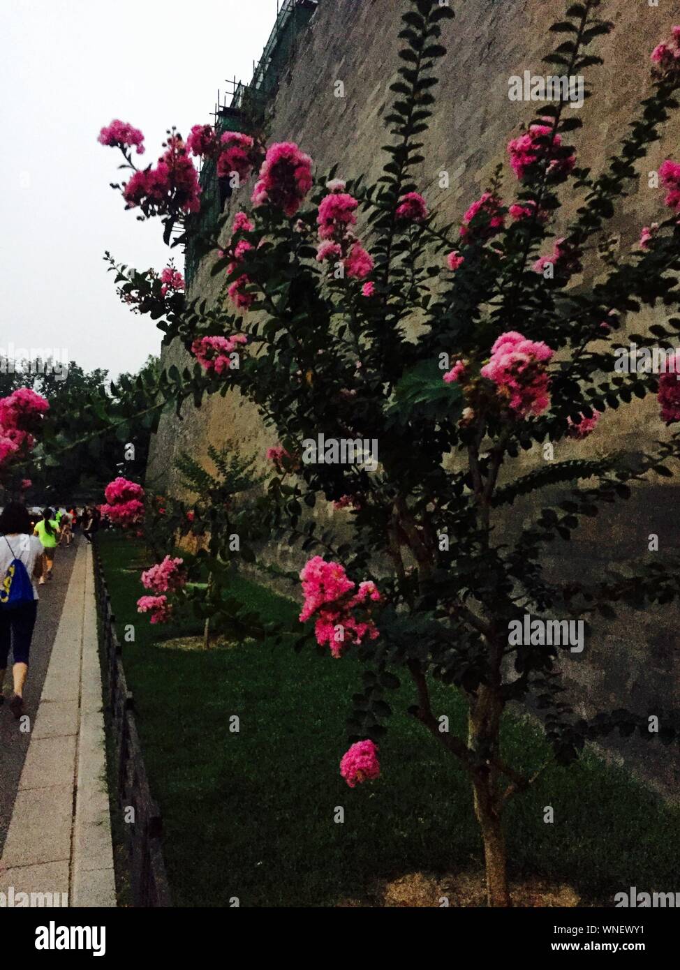 Medium Pink Flowers High Resolution Stock Photography and Images - Alamy