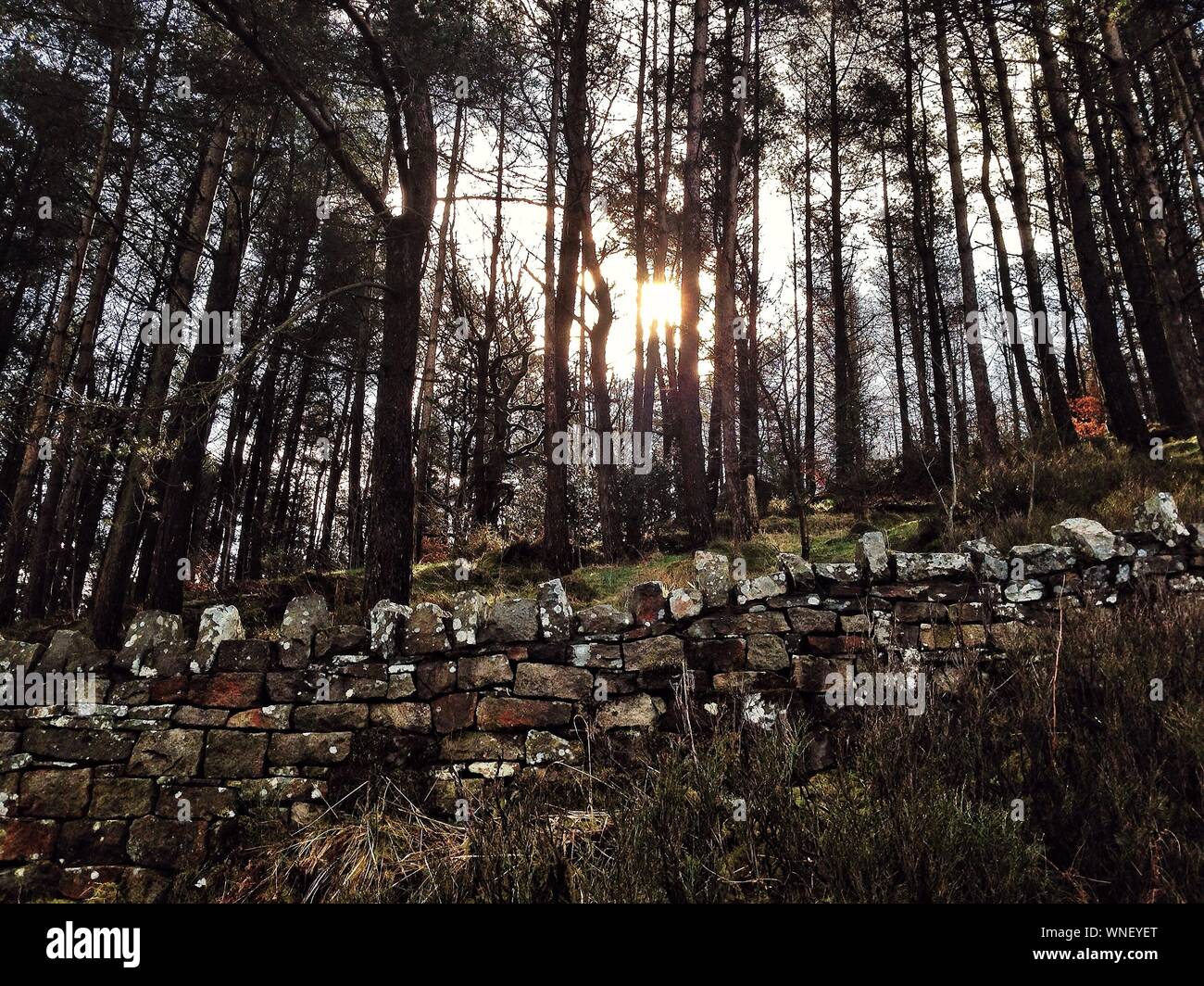 Wall forest hi-res stock photography and images - Alamy