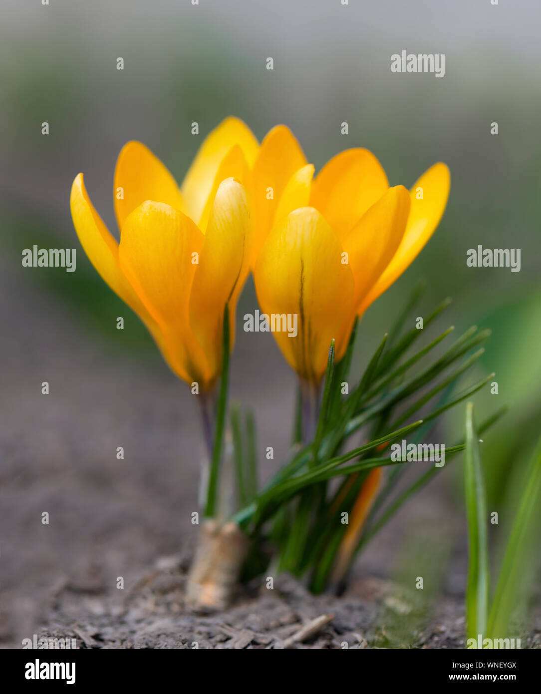 Two yellow crocus in full blossom grow in the brown earth in the park ...