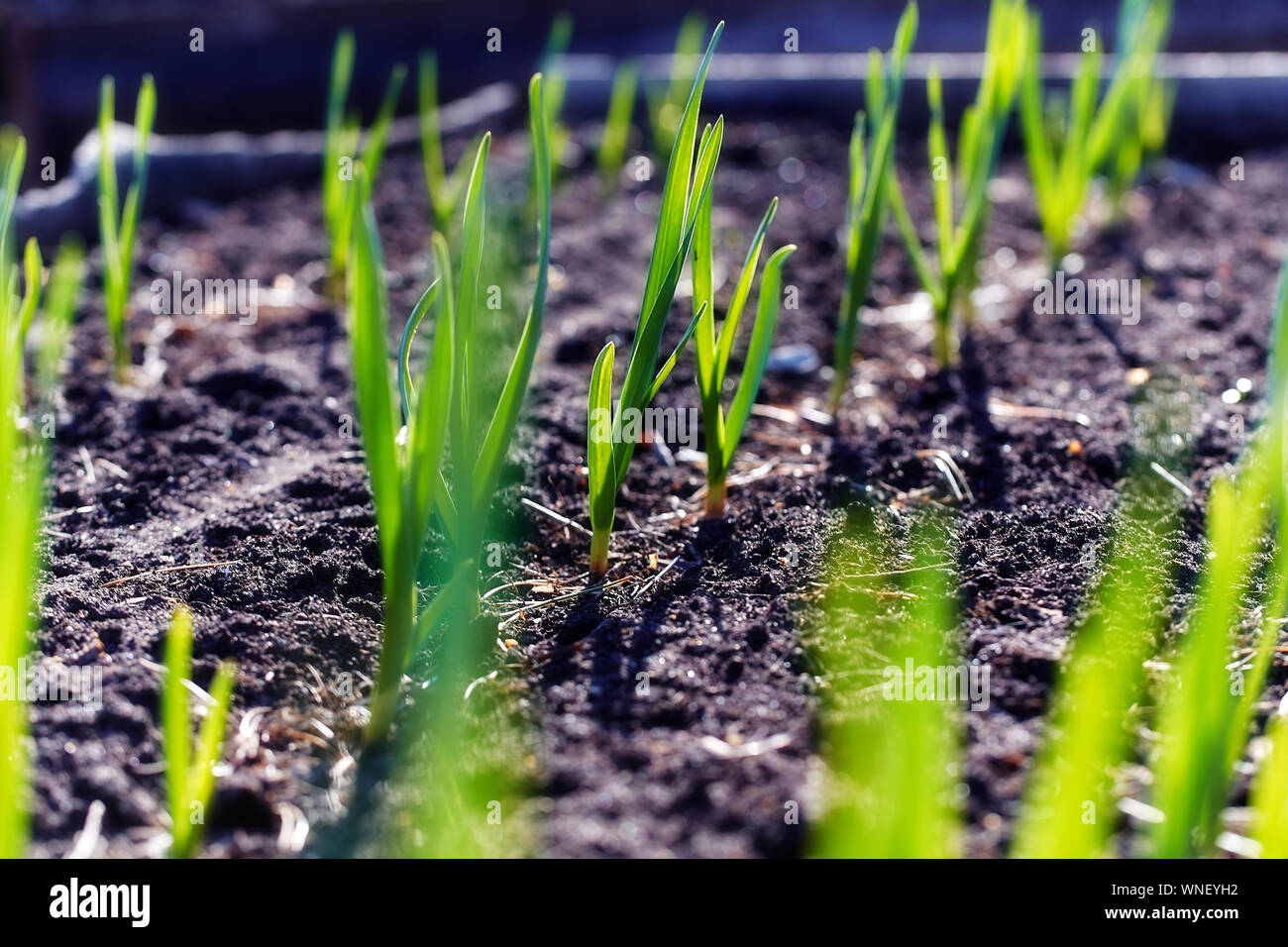 Young spring shoots of greenery on the plantation Stock Photo - Alamy