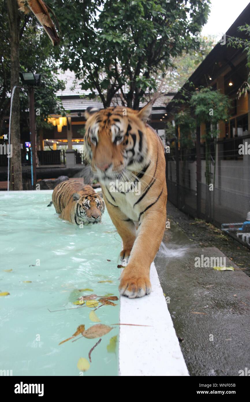 Tiger pool zoo hi-res stock photography and images - Alamy