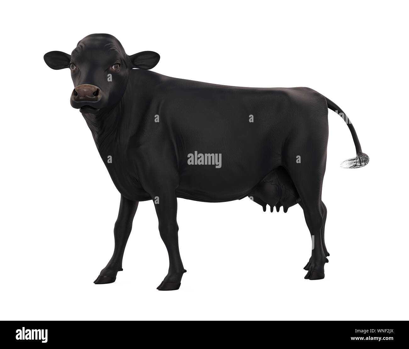 Black Angus Cow Isolated Stock Photo - Alamy