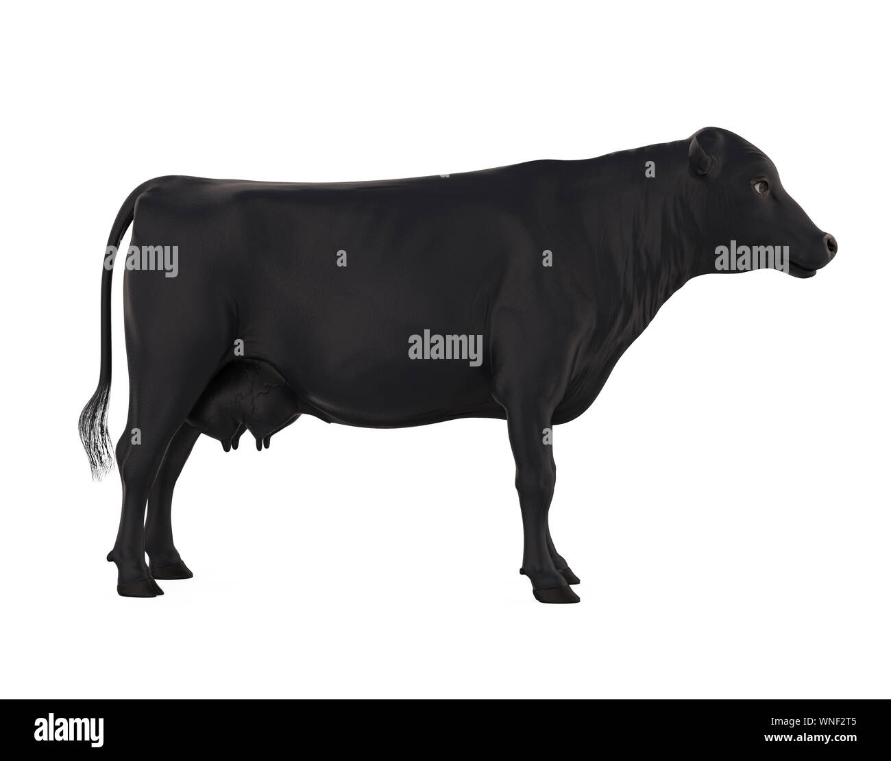 Black Angus Cow Isolated Stock Photo - Alamy