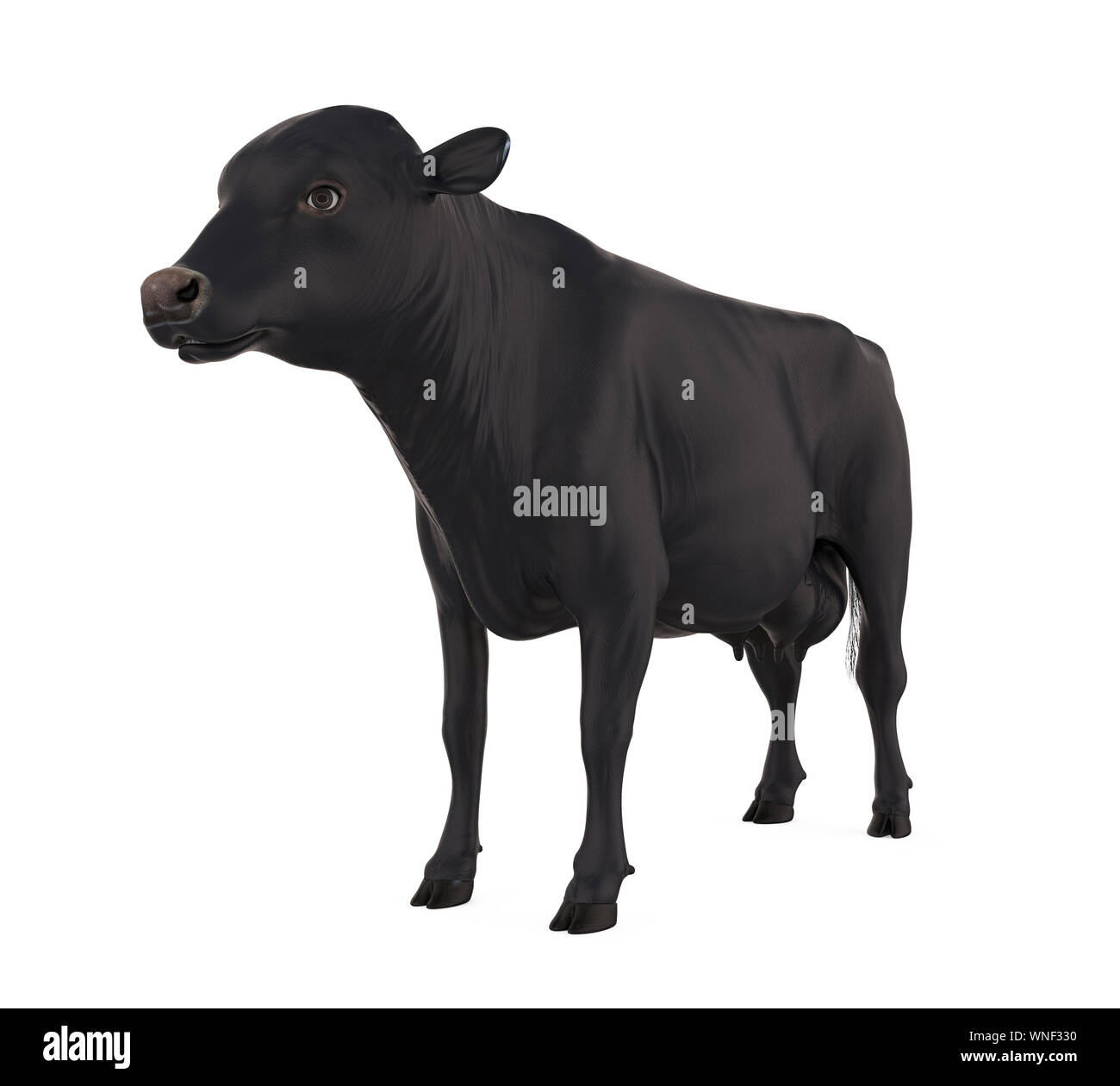 Black white holstein friesian dairy cattle Cut Out Stock Images ...