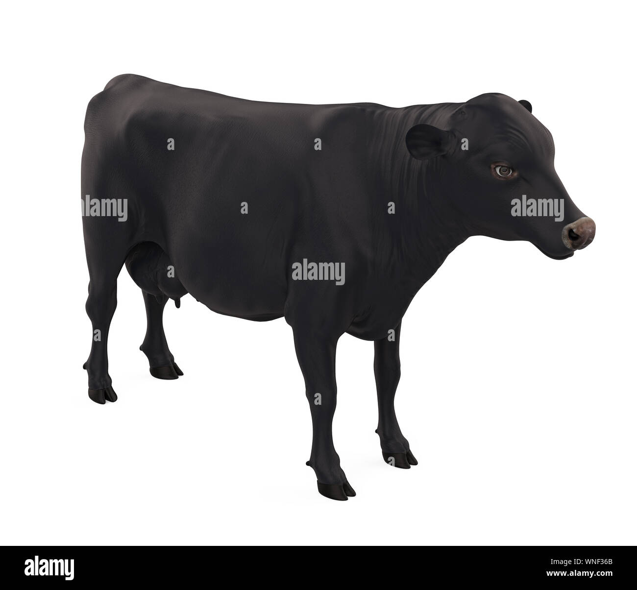 Black Angus Cow Isolated Stock Photo - Alamy