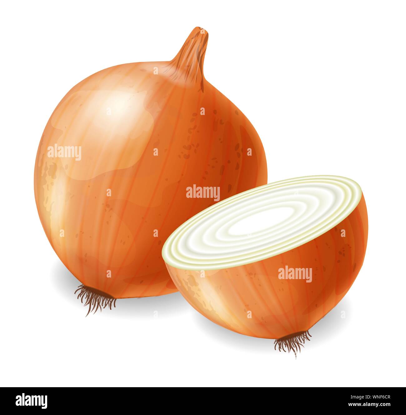 Onion vector realistic isolated on white 3d illustration Stock Vector ...
