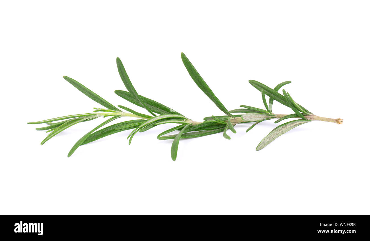 Rosemary rosmarinus officinalis single leaf hi-res stock photography ...