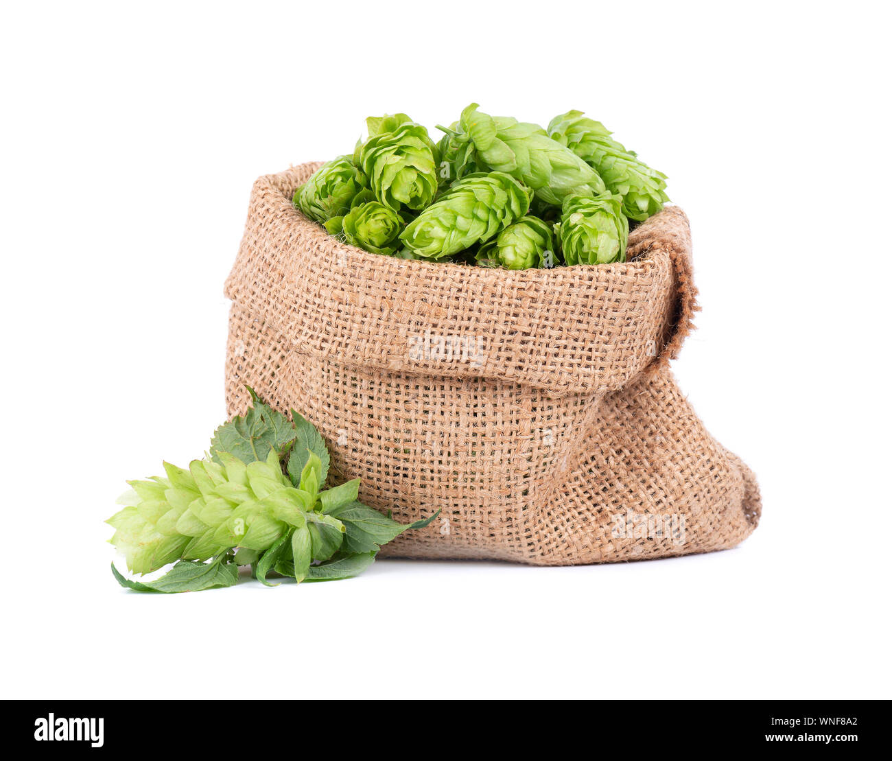 Fresh green hops in burlap bag with branch, isolated on white ...