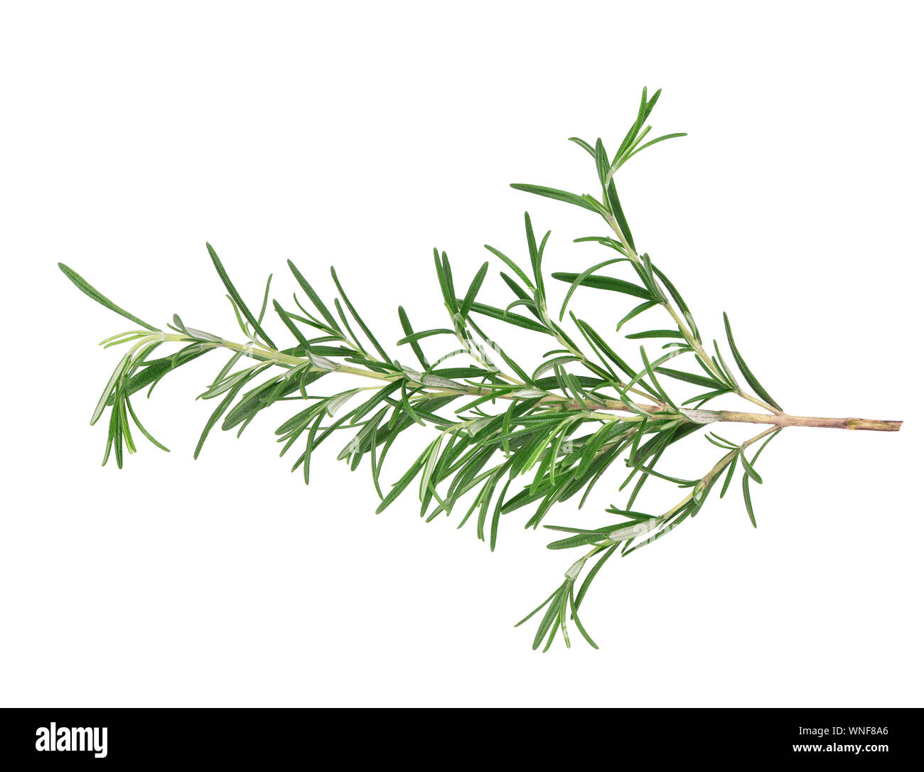 Rosemary rosmarinus officinalis single leaf hi-res stock photography ...